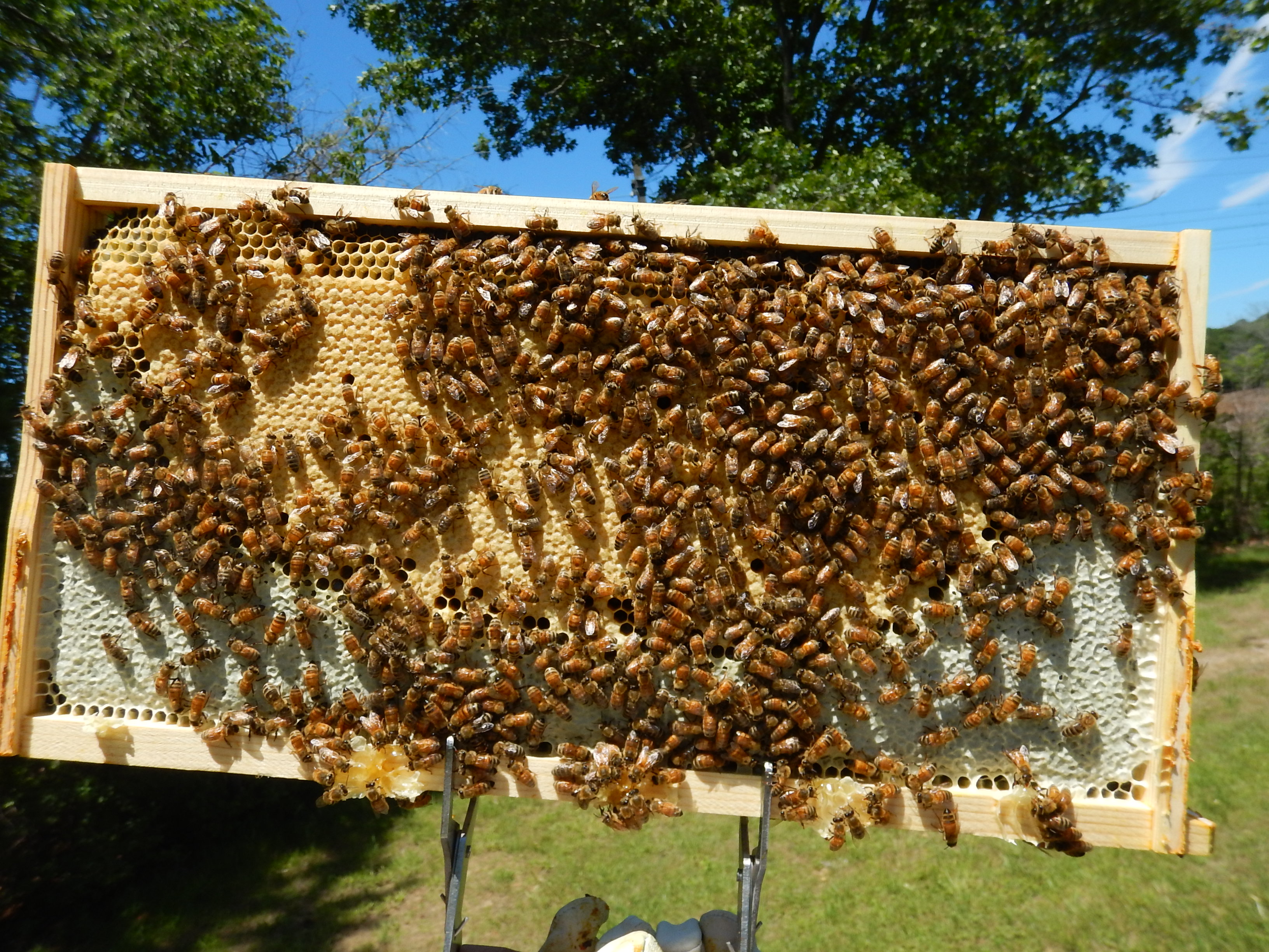 Bee ProactiveBee Proactive about the health and welfare of your honey ...